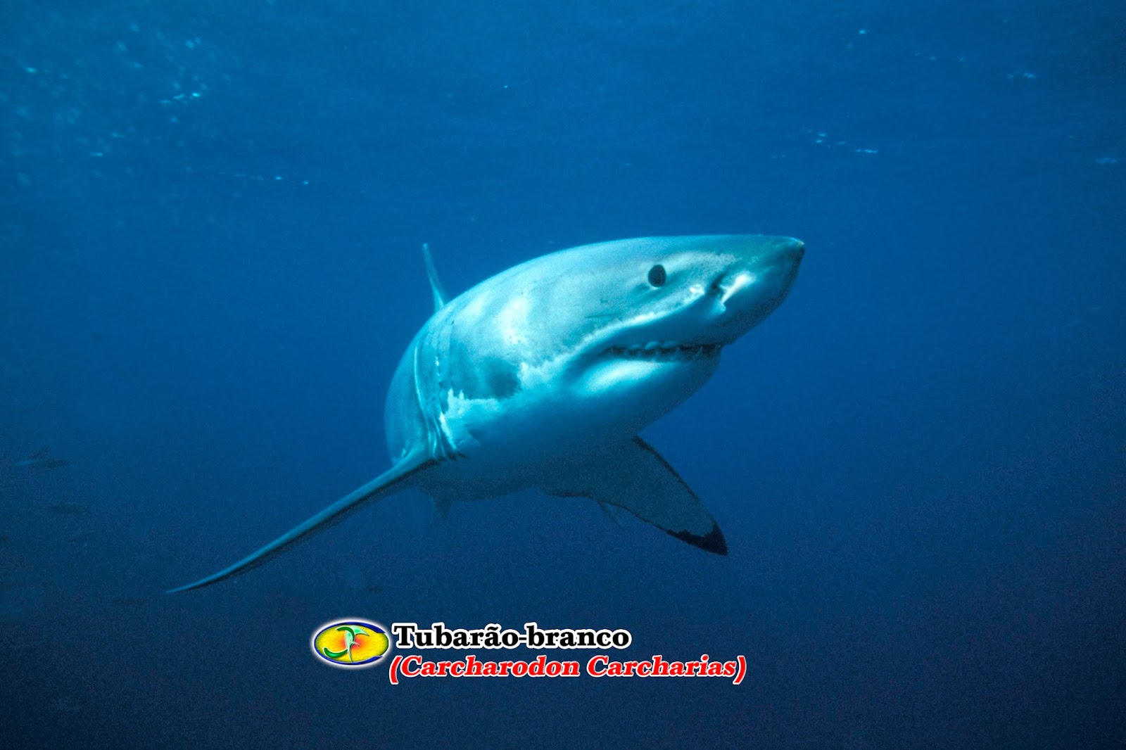 Zoologia: Tubarão-branco (Carcharodon carcharias)